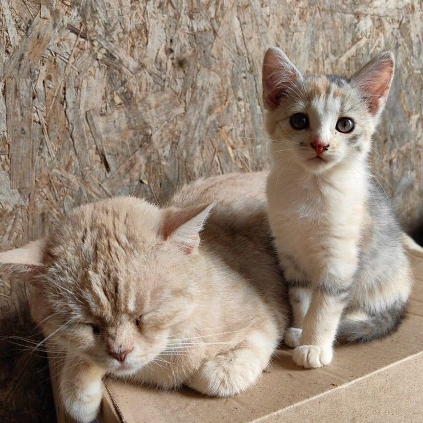 Котята малыши среди коров