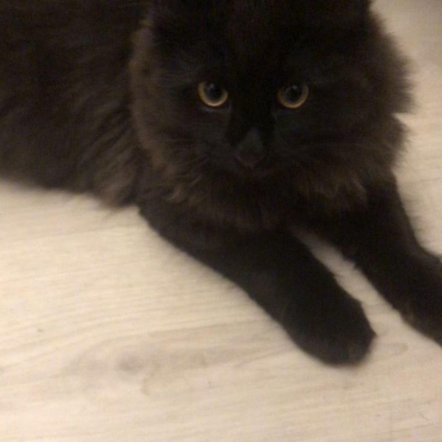 Котенок