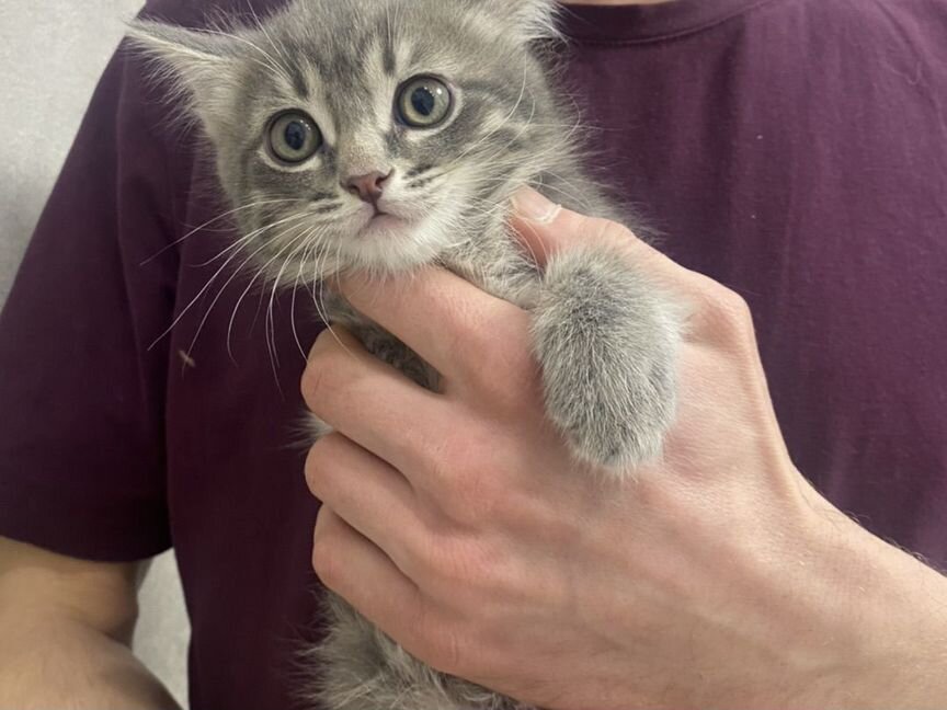 Котенок