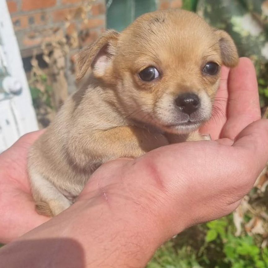 Щенки чихуахуа