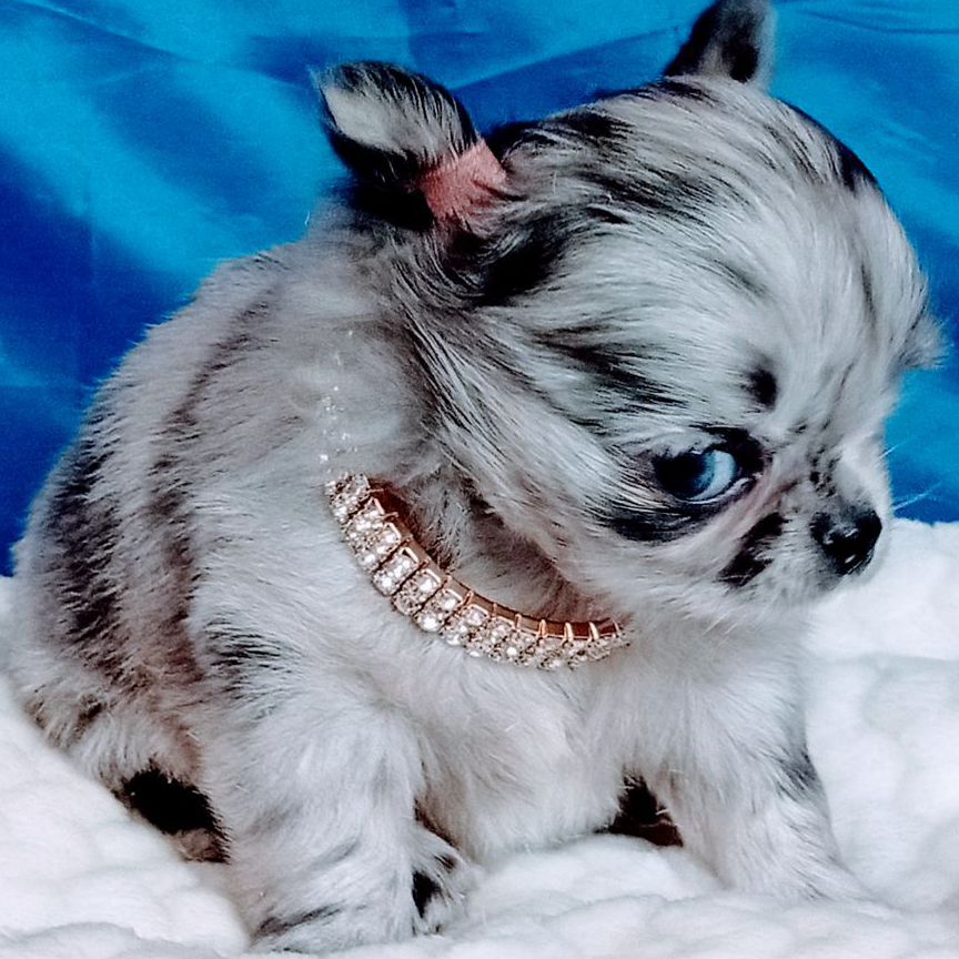 Чихуахуа, щенок