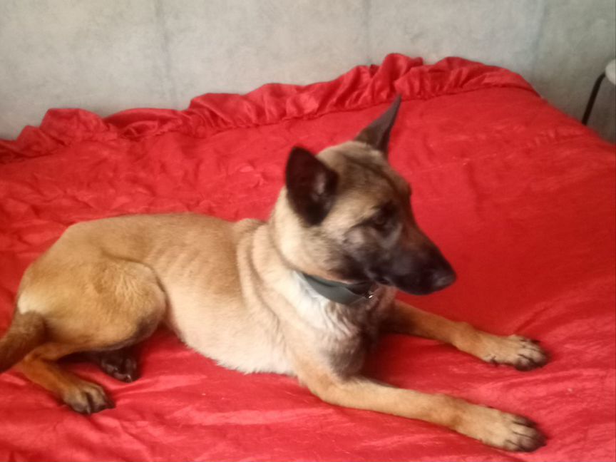 Бельгийская овчарка