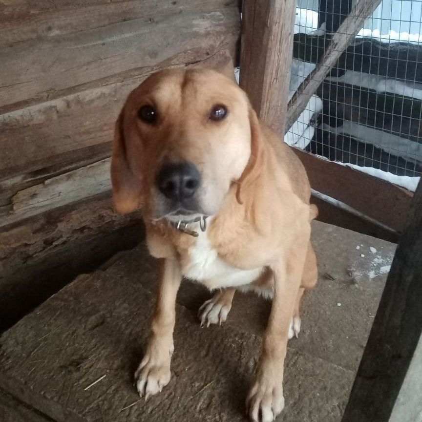 Русская гончая, взрослая собака