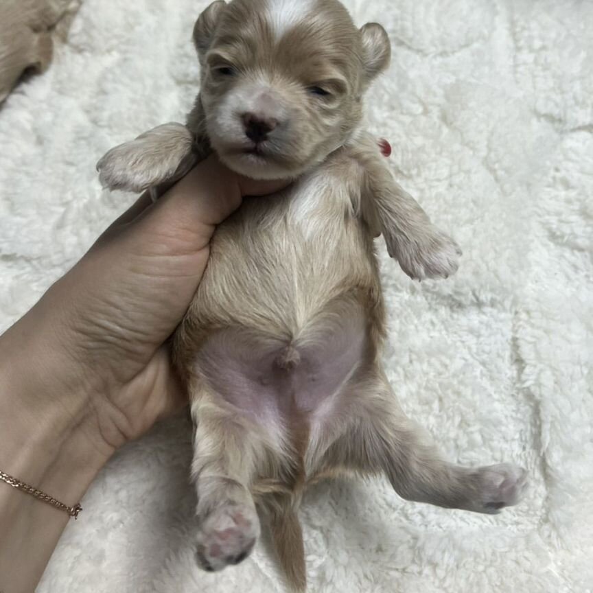 Мальтипу ф1 мини мальчик Биколор скрдечко