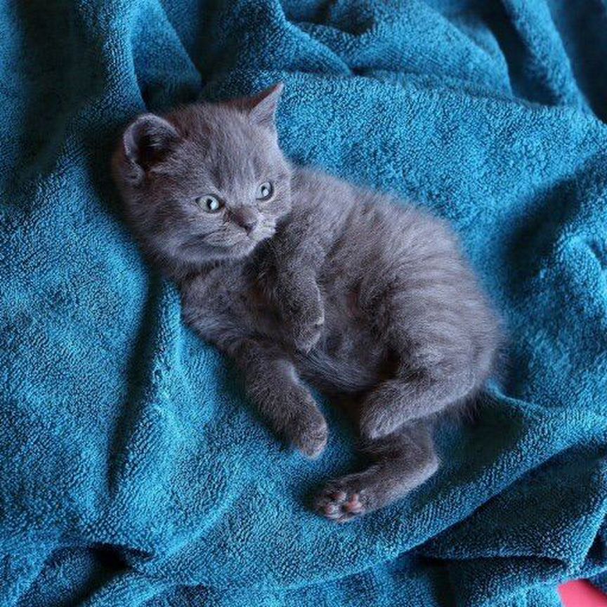 Британские котята