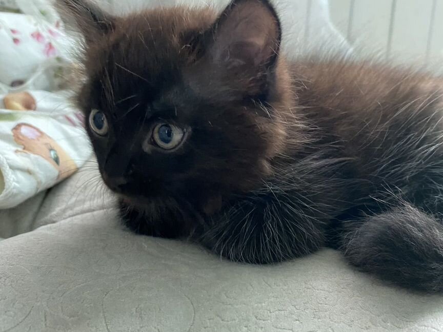 Отдам пушистого малыша