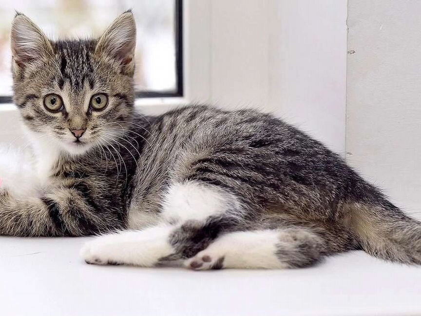Кот ученый