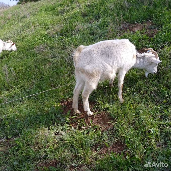 Зааненские козы дойные