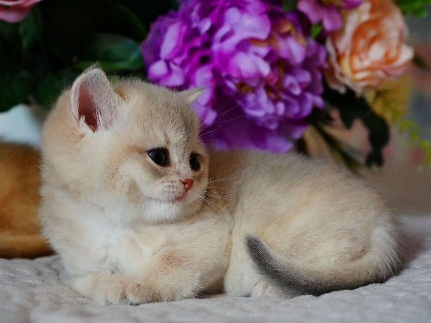 Британочка голубое золото