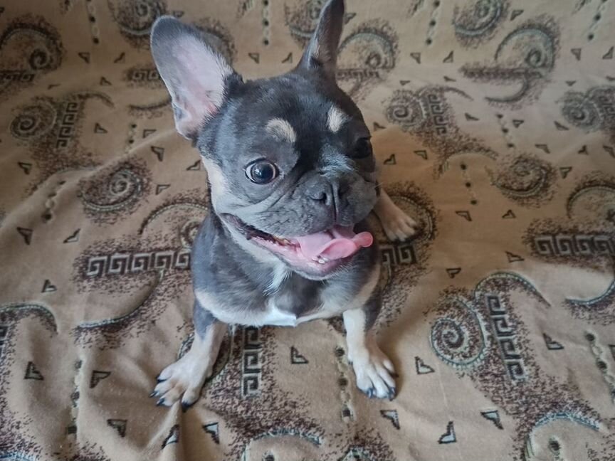 Французский бульдог