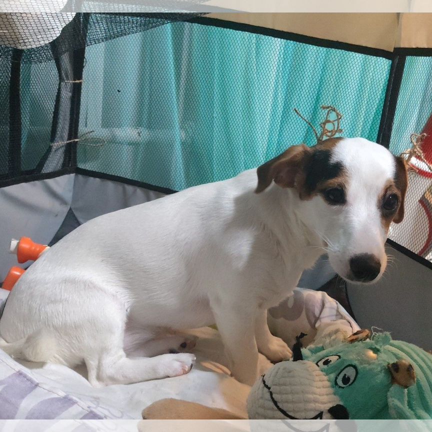 Джек-рассел-терьер, щенок