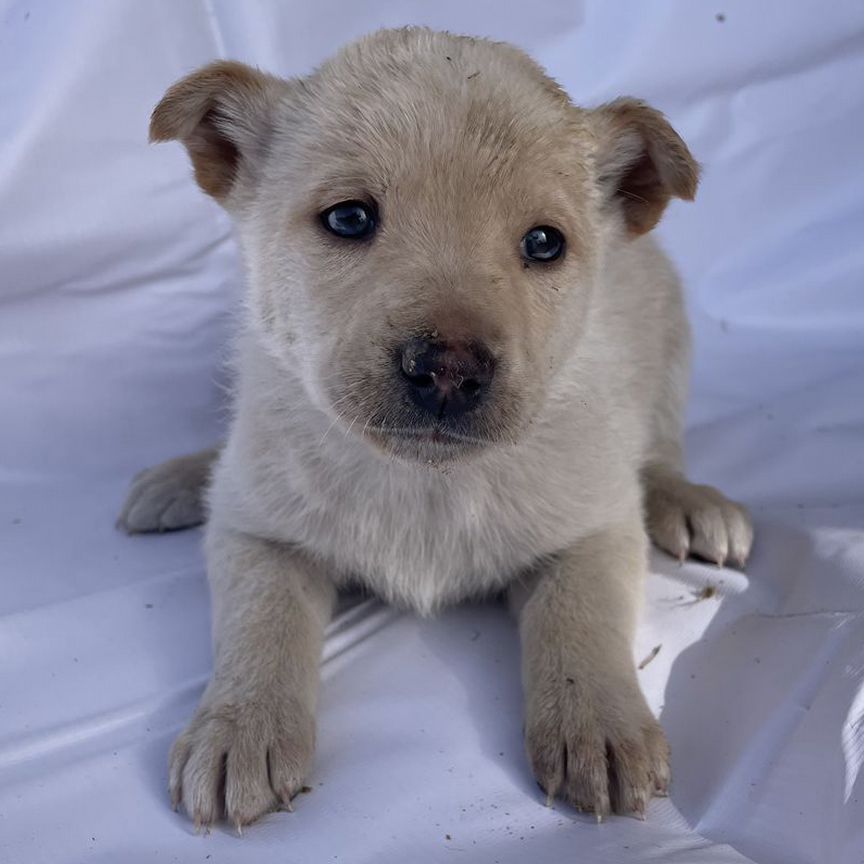 Щенок в добрые руки