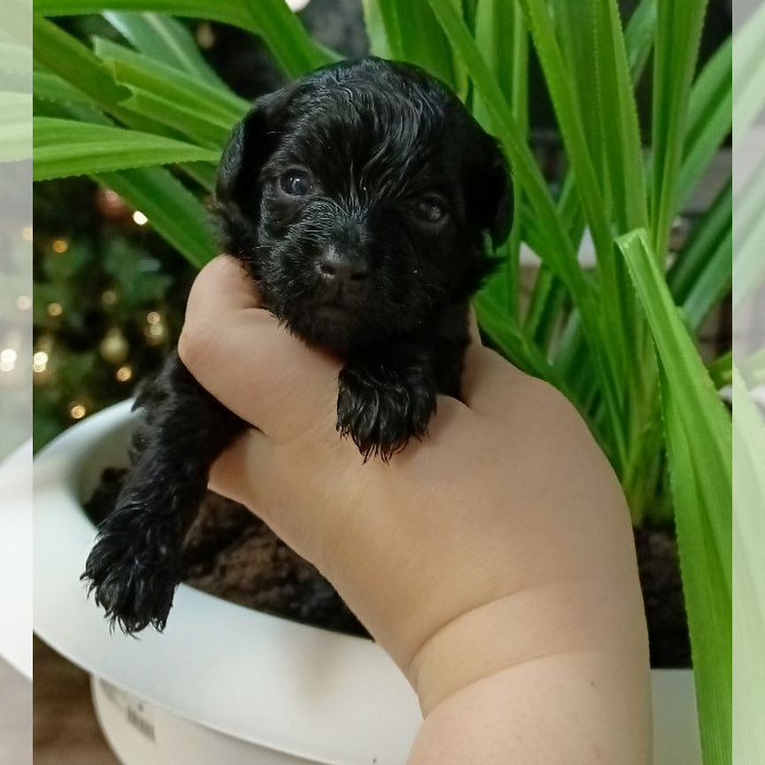 Мальтипу, щенок