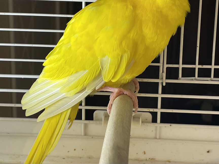 Попугай какарик (Новозеландский попугай )