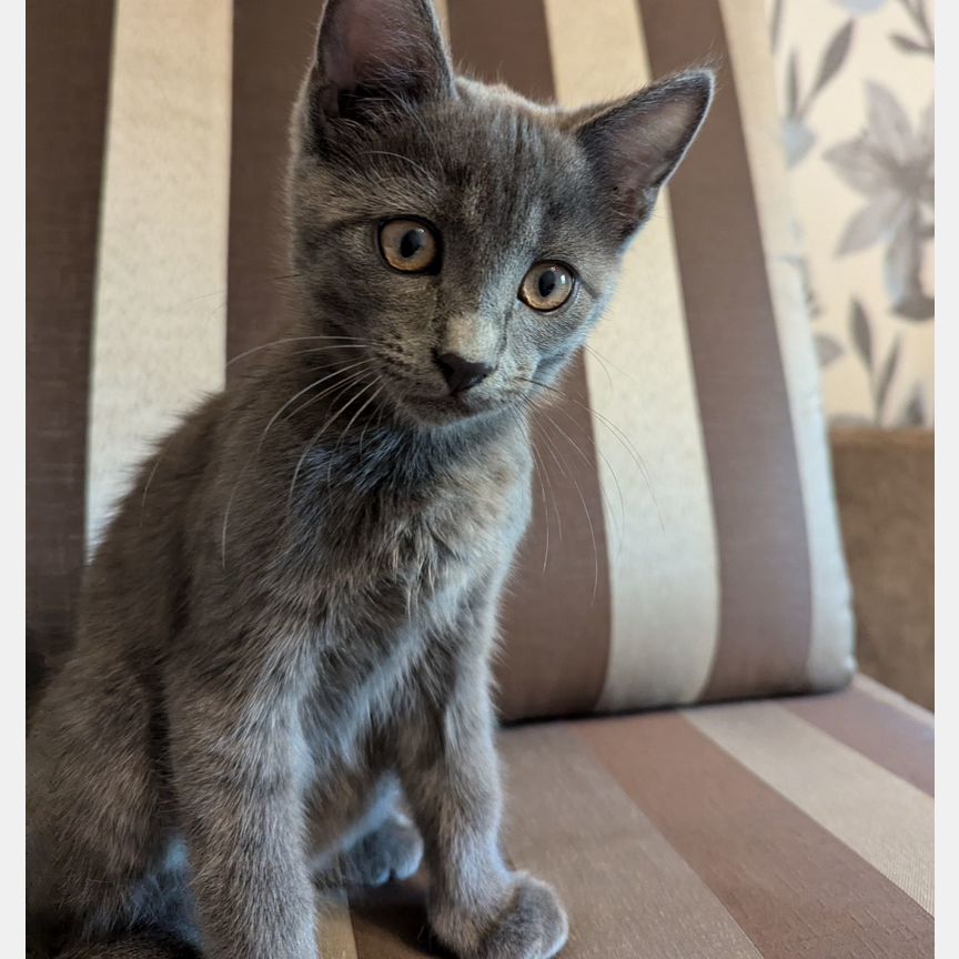 Котик мальчик в добрые руки