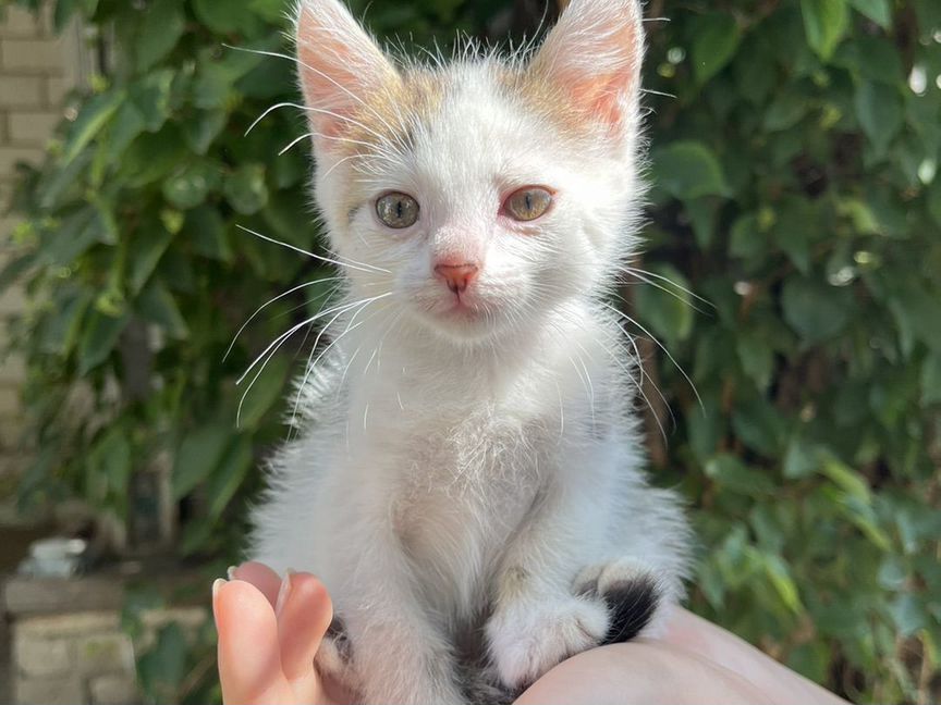 Кошка Фрося
