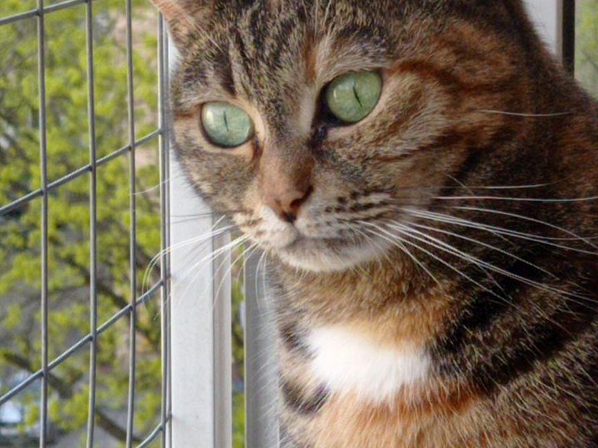 Кошечка Китти ищет дом