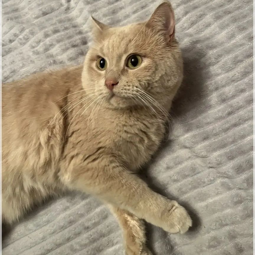 Взрослый кот в добрые руки