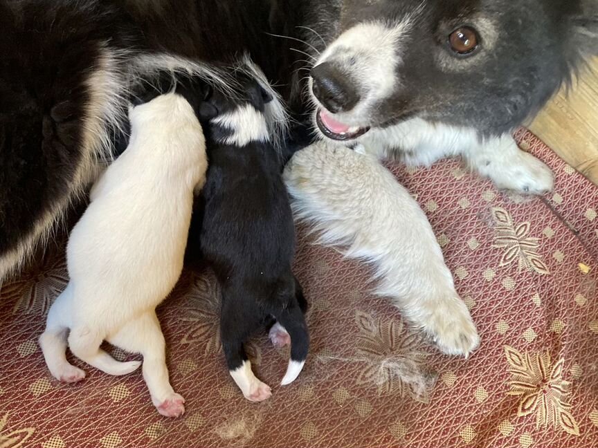 Продаю щенков