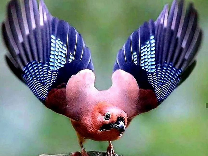 Канареечник