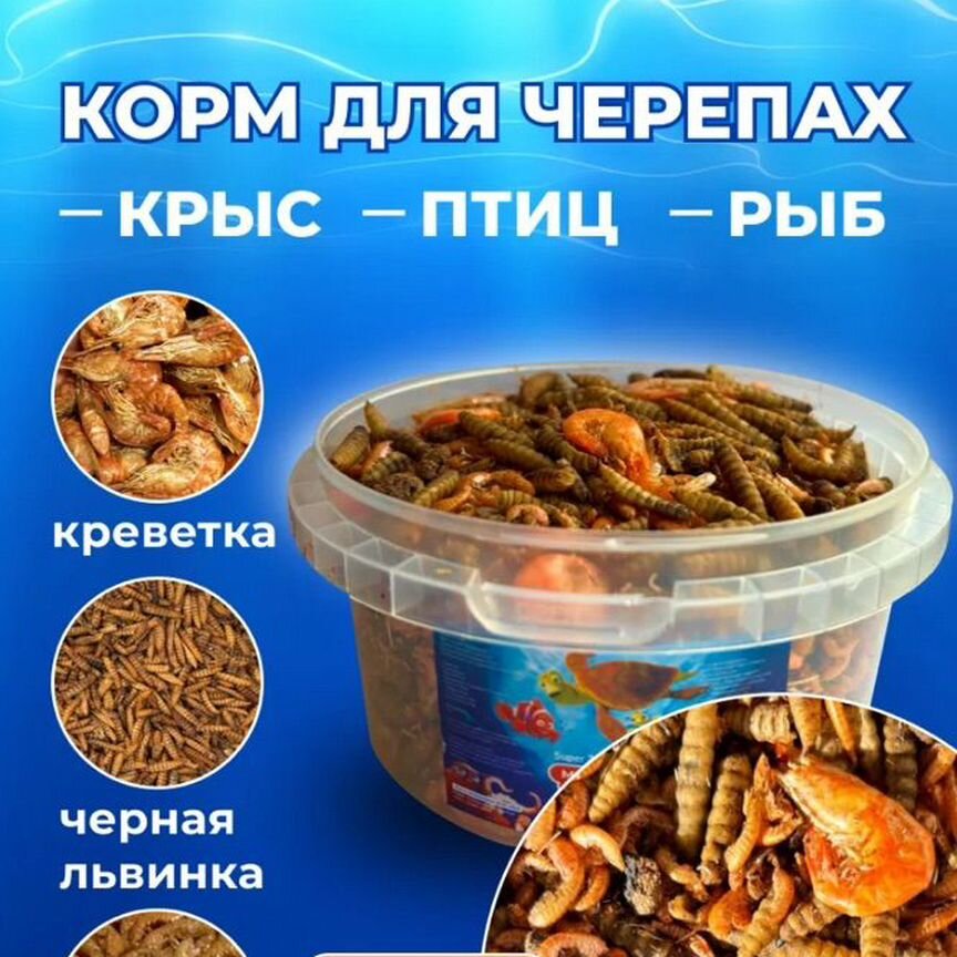 Гамарус, черная львинка и креветки