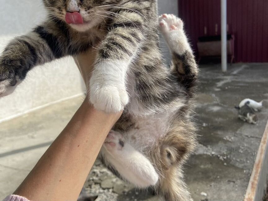 Котенок супер ласковый