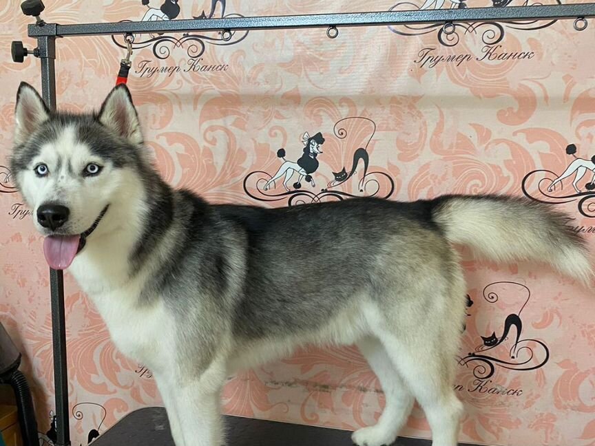 Сибирский хаски вязка