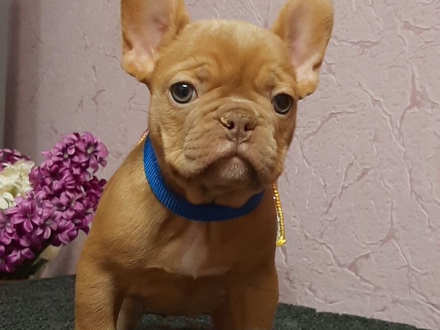 Девочка Изабелла с ношением какао