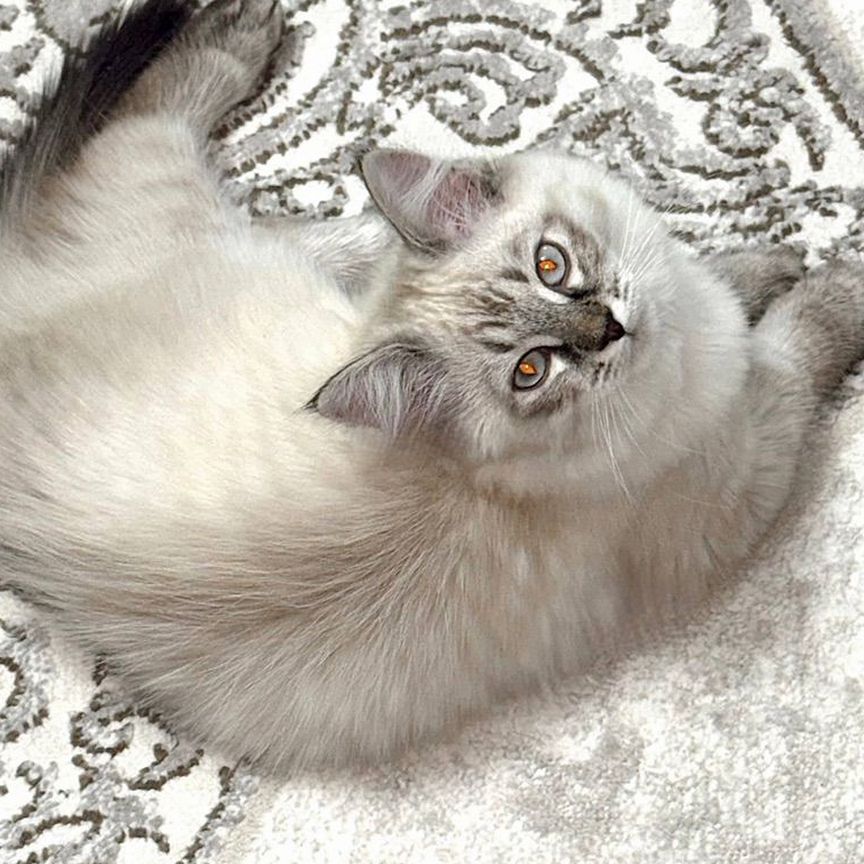 Невский маскарадный котёнок