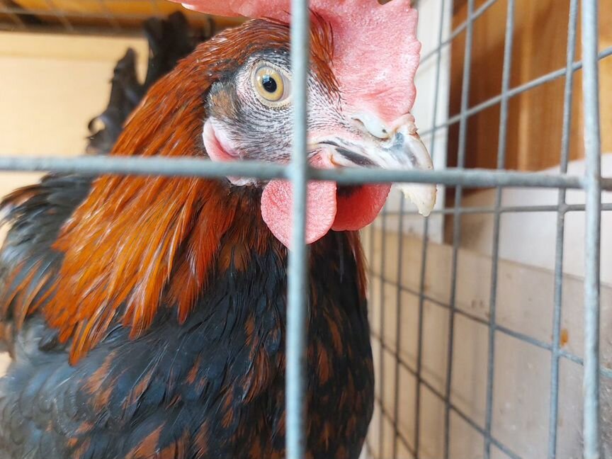 Петух черно медный Маран