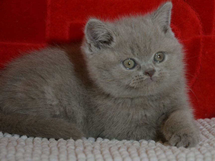 Лиловый британец