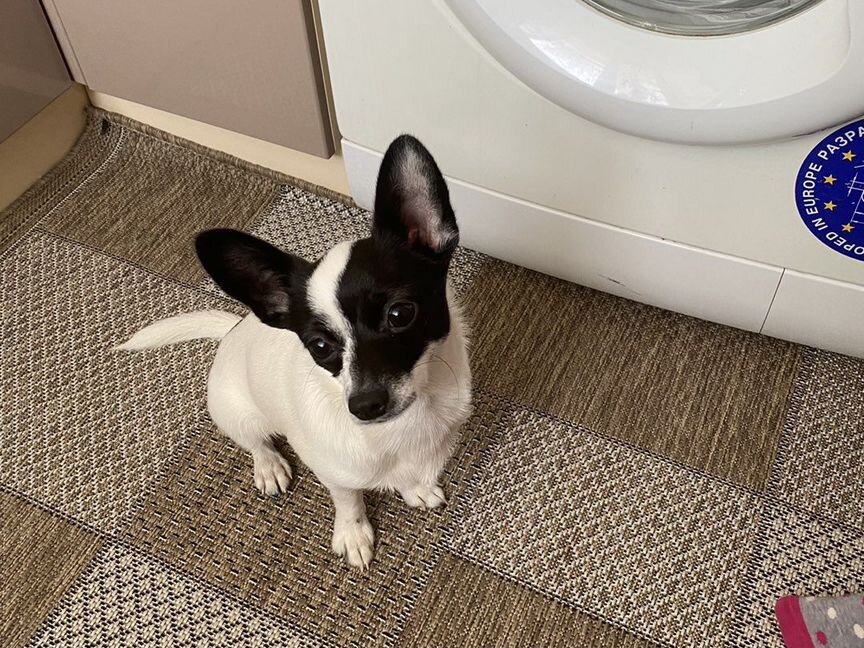 Чихуахуа мини вязка мальчик