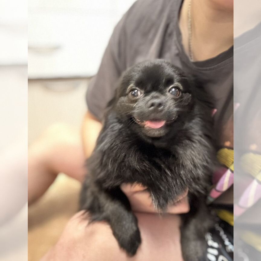 Немецкий шпиц