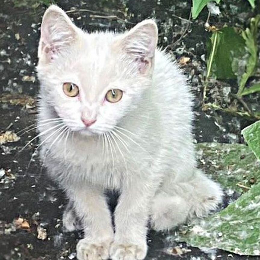 Белоснежный котенок