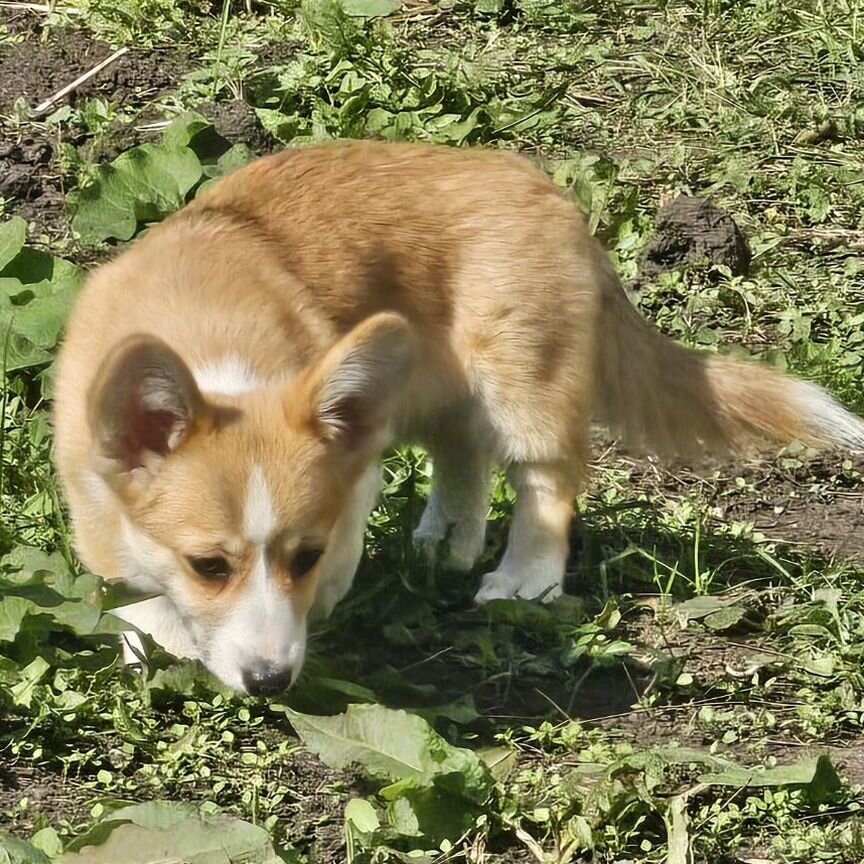 Вельш Корги Пемброк, щенок