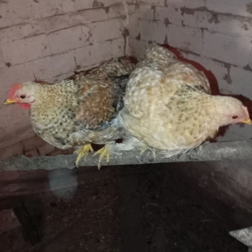 Петушок и курочка