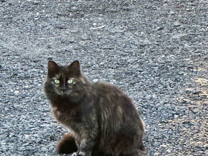 Кошка бесплатно