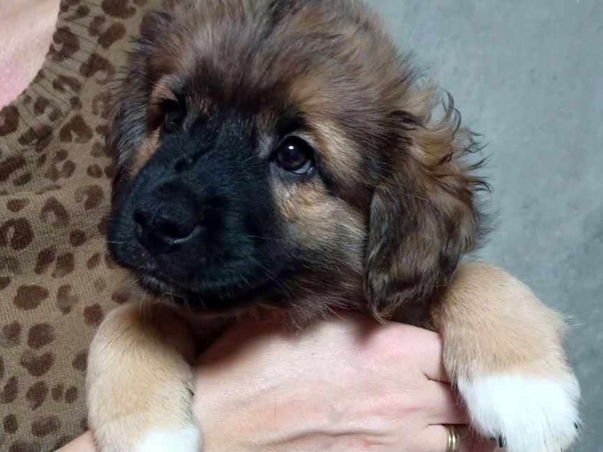 Щенки в добрые руки