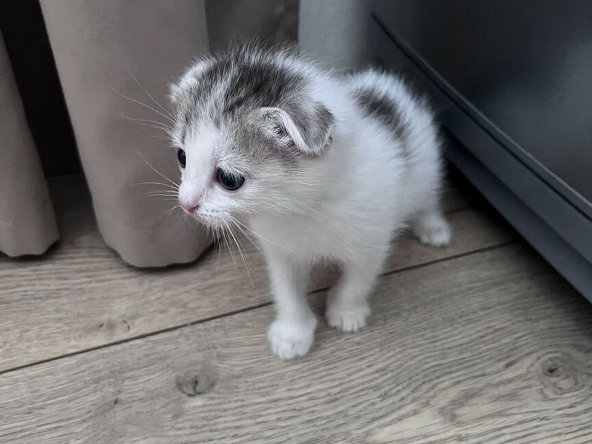 Шотландский котенок мальчик