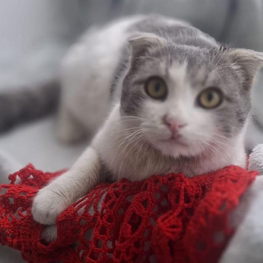 Шотландский вислоухий ласковый котик Клаус