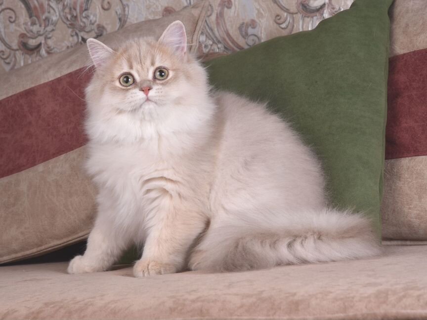 Лиловый британец котик