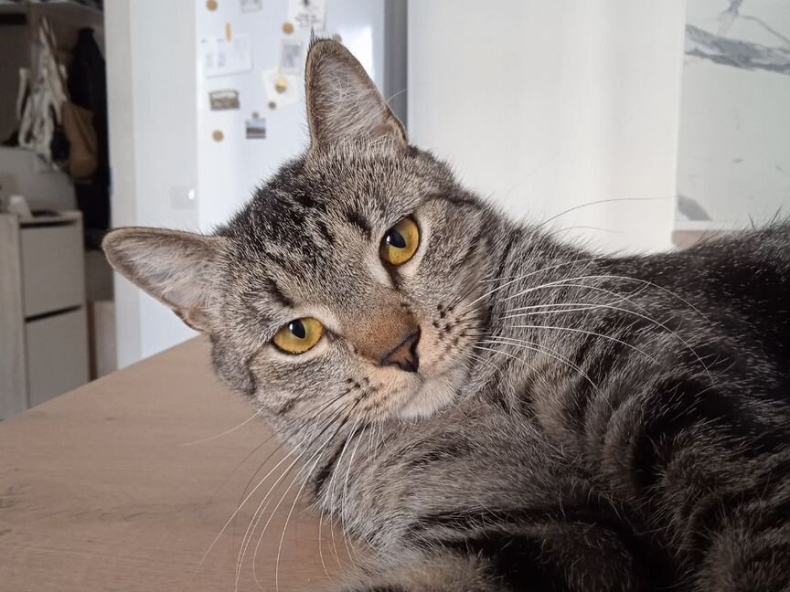 Потерявшийся котик ищет новый дом