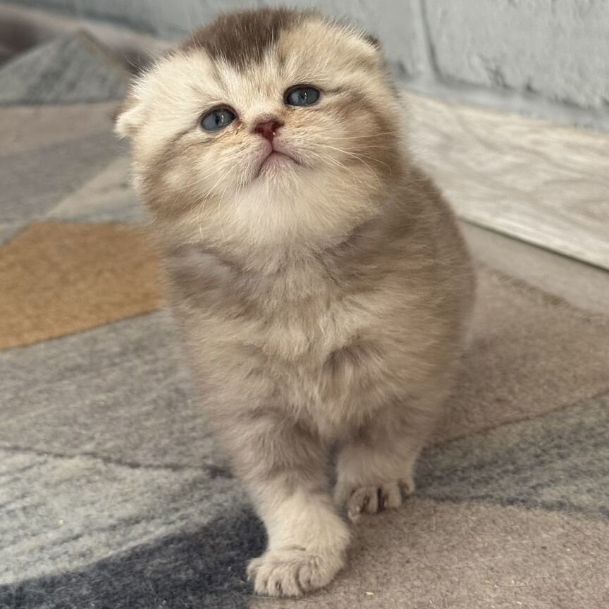 Шотландские котята золотая шиншилла