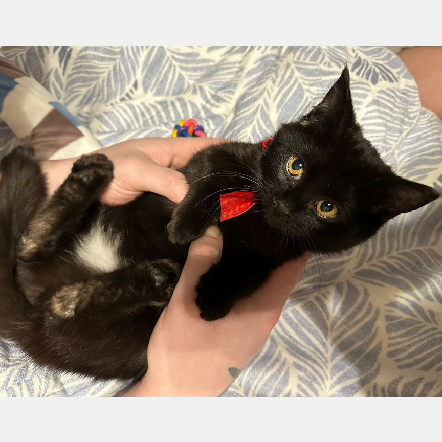 Котенок в добрые руки