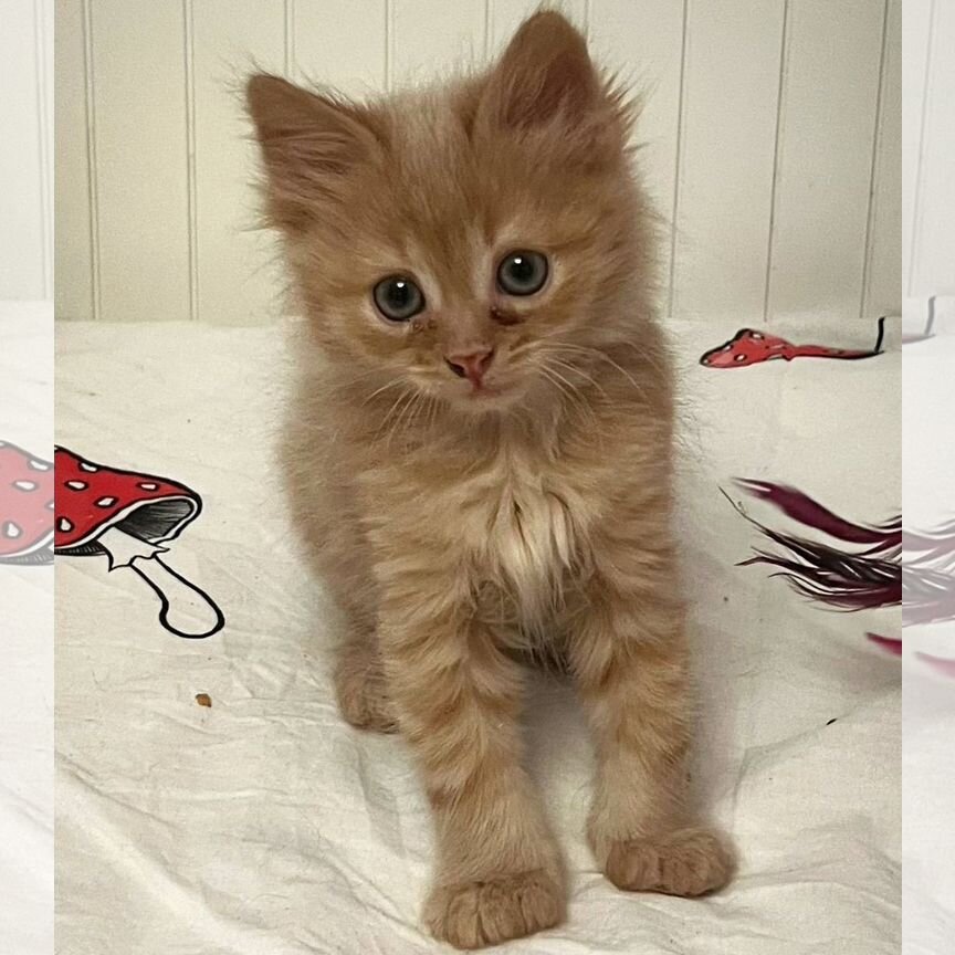 Котёнок в добрые руки