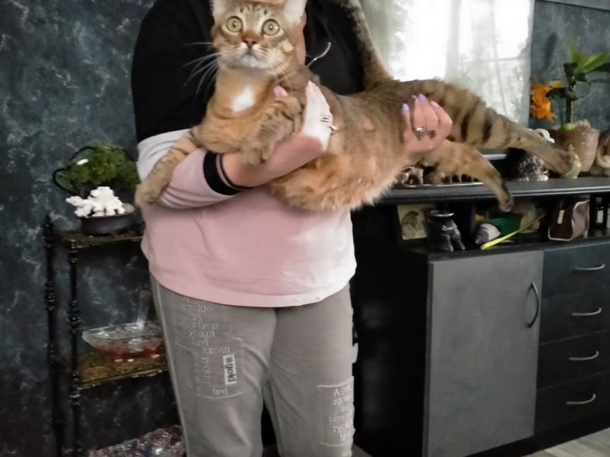 Большие и нежные кошки