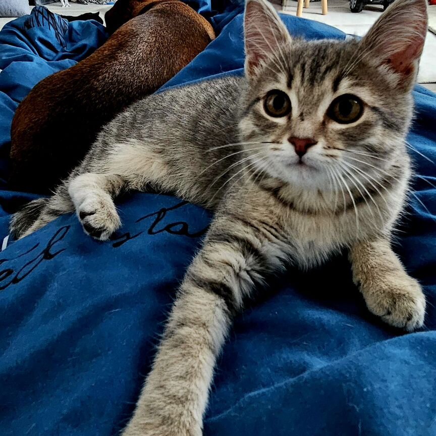 Котенок в добрые руки