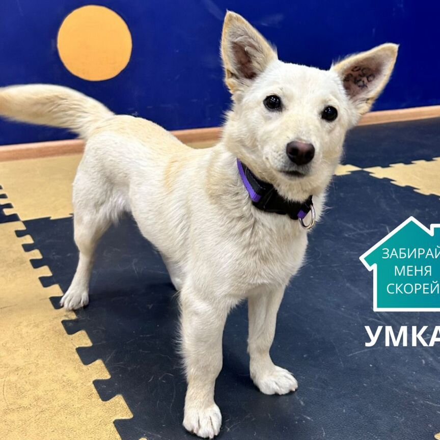 Взрослая собака в добрые руки