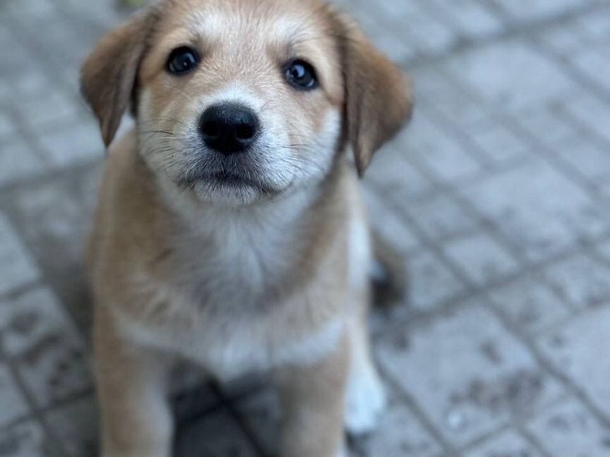 Щенок Злата в добрые руки