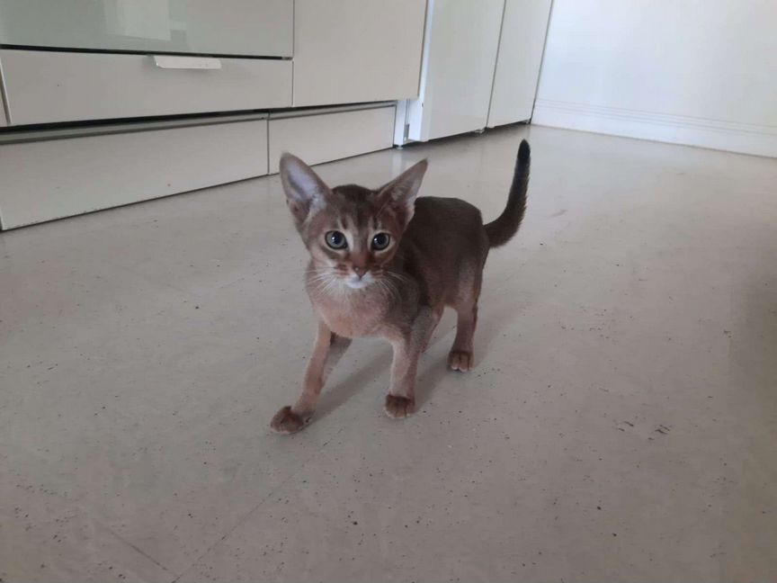 Абиссинская